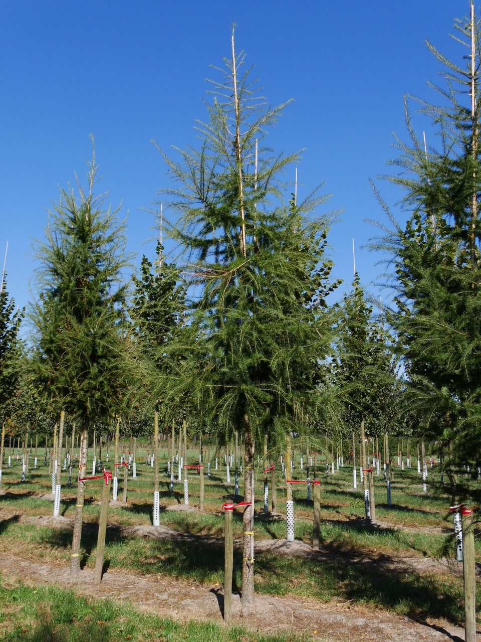 Larix decidua | European larch, Common larch - Van den Berk Nurseries